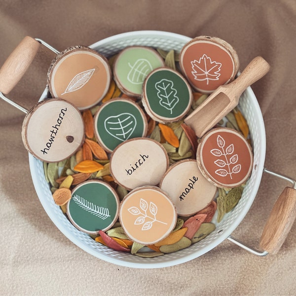 Wooden Scoops, Scooping and Sorting Activity Set, Scoop Spoons ...