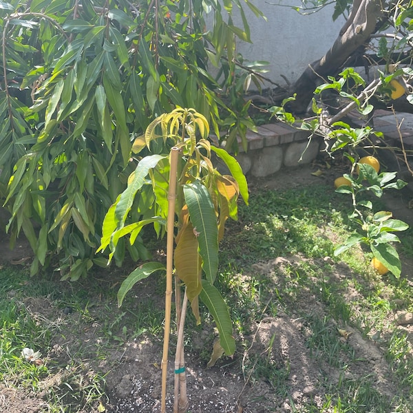 Glenn Mango Tree Cold Hardy GRAFTED 2-4 Ft Tall.ship to CA&PR. Actual ...