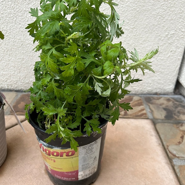 More Than 8 MUGWORT Small Live Plant in 4” Pot and Dried Herbal ...