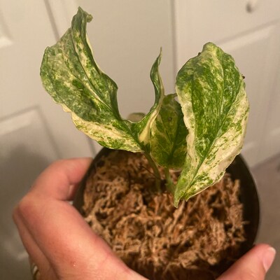 Albo Variegated Spider Man Monstera variegated Amydrium Medium Starter ...