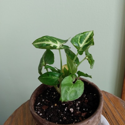 Syngonium mini Pixie Starter Plant ALL STARTER PLANTS - Etsy