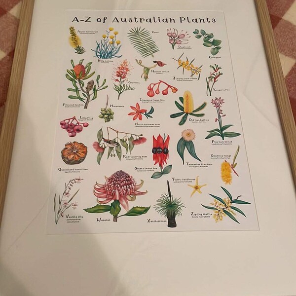 Australian Native Seed Pod Poster DIGITAL DOWNLOAD - Etsy