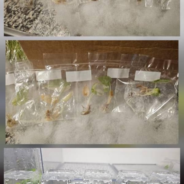 Monstera Deliciosa "thai Constellation" Variegated SM-MD 2-3 Leaf ...