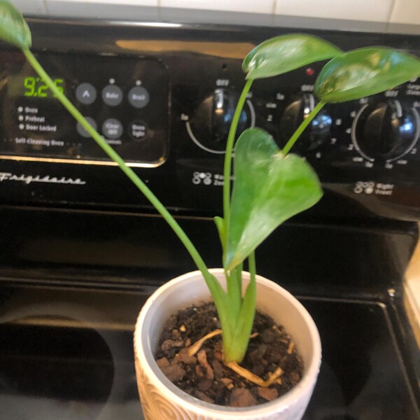 Alocasia “tiny Dancer” Starter Plant (ALL STARTER PLANTS Require You to ...