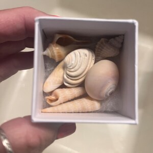 RARE Pawleys Island Shells Seashell Imperial chunky Venus Clam 1 Piece ...