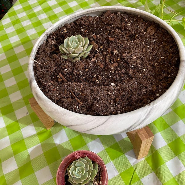 10 Succulent Variety Pack Mix Beginner Garden Mini Micro Gift for Her ...