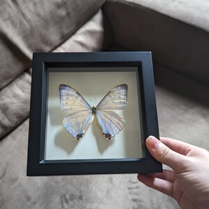 Real Butterfly Display Blue Mountain Butterfly - Etsy
