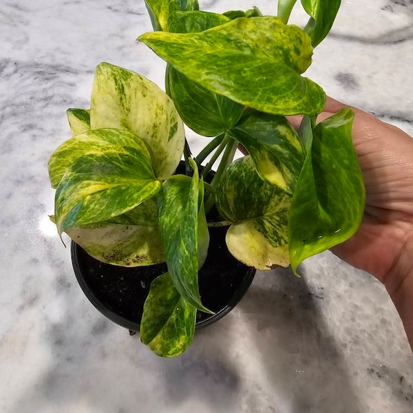 Pothos Robin: Teruno Japanese Pothos - Tropical Houseplant (4” Pot) - Etsy