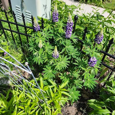 HEAVEN BLUE MILKWEED Tweedia Seeds Rare Blue Milkweed / Blue Milkweed ...