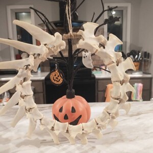 Real Mole Bone Displays. Bone Display. Mounted Mole Bones. | Etsy UK