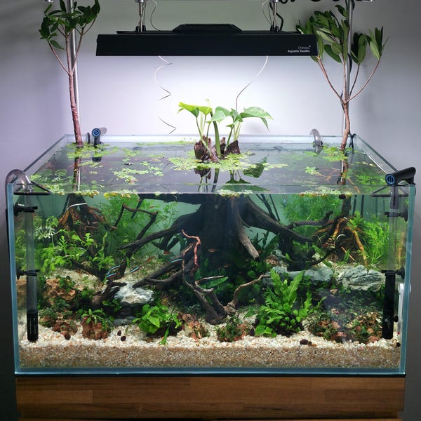 Aquarium Plants 3 Live Mangrove Trees, Red Mangrove Propagule Plants ...