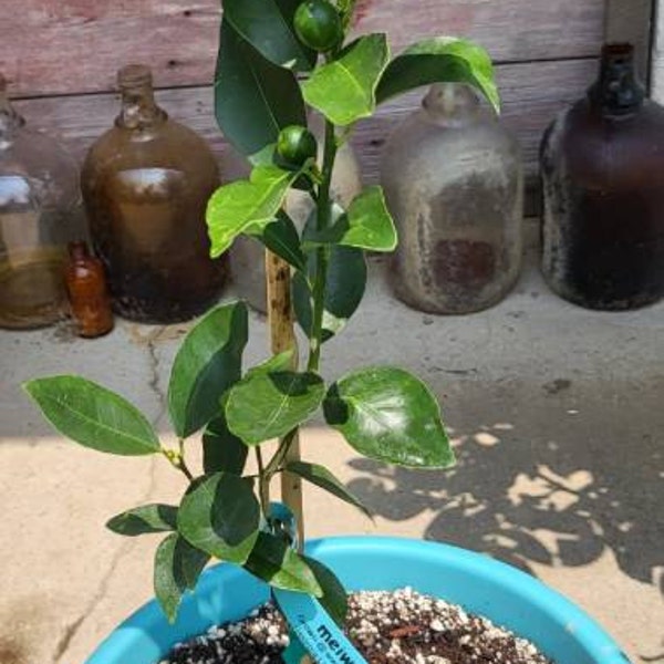Valencia Orange Tree 24-36 Tall Live Plant Ships Potted Grafted Citrus ...