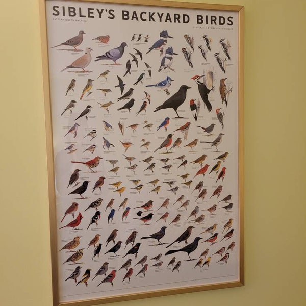 Sibley’s Common Trees of Eastern North America Poster - Etsy