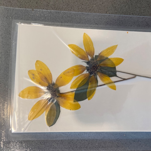 Pressed Flower,sunflower Pressed Flower,set of 2 Pcs,pressed Yellow ...