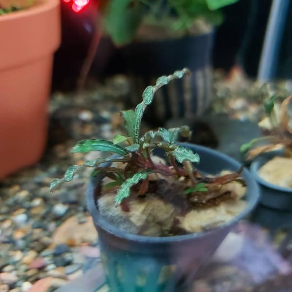 BUY 2 GET 1 FREE Bucephalandra Buce Godzilla Kedagang Red Easy Live ...