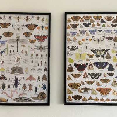 British Butterflies A3 Identification Poster, Insect Chart, Bugs Art ...