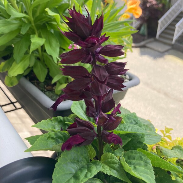 Silver Falls Dichondra Seeds Ponyfoot Seeds Silver Falls Seeds ...