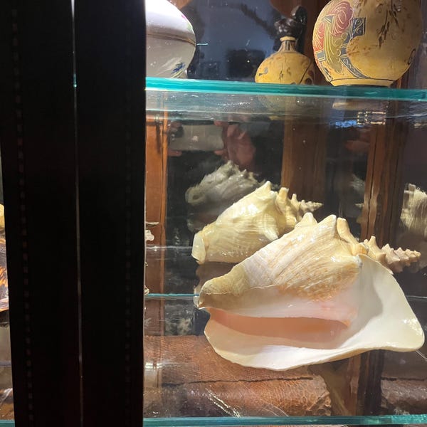 Conch Shell Teapot & Cup Set: Bronze Edged Seashell Decor - Etsy