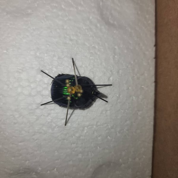 Phanaeus Demon MALE Scarab Beetle Green Form Guatemala PINNED - Etsy