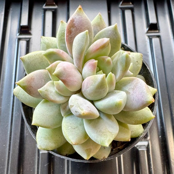 Classic Jade Plant | 4 Inch | Live Succulent Plant | Indoor Plant ...