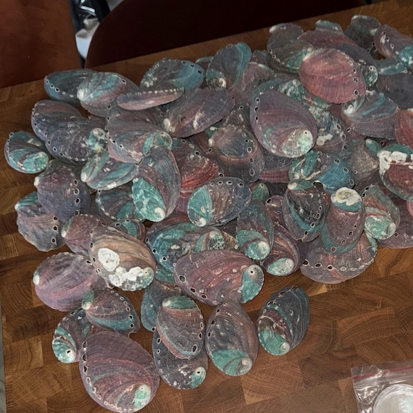 Bulk Abalone Shells (2-3"): Iridescent Coastal Decor, Shell Crafts - Etsy