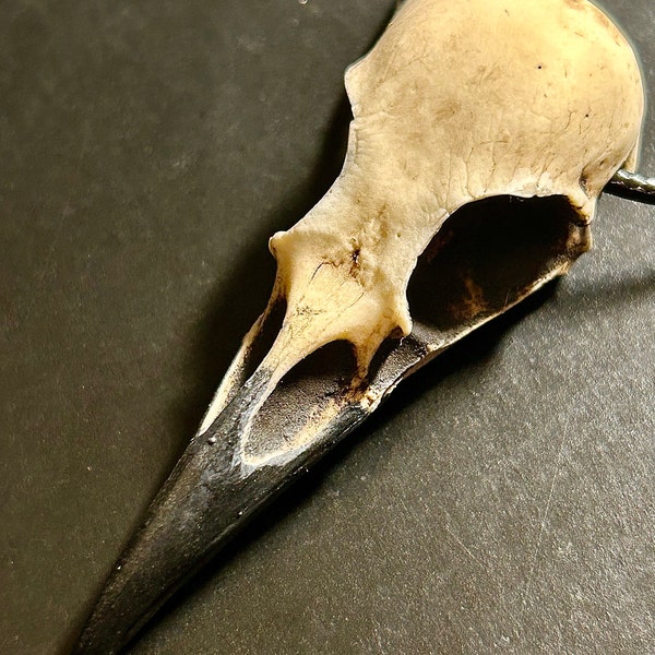 5 Skull Bone Collector Necklace Raven Skull Charm Jewelry, Goth Bird ...