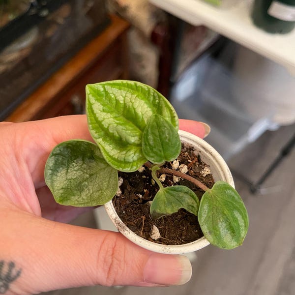 Peperomia Dragon Skin Starter Plant (ALL STARTER PLANTS Require You to ...