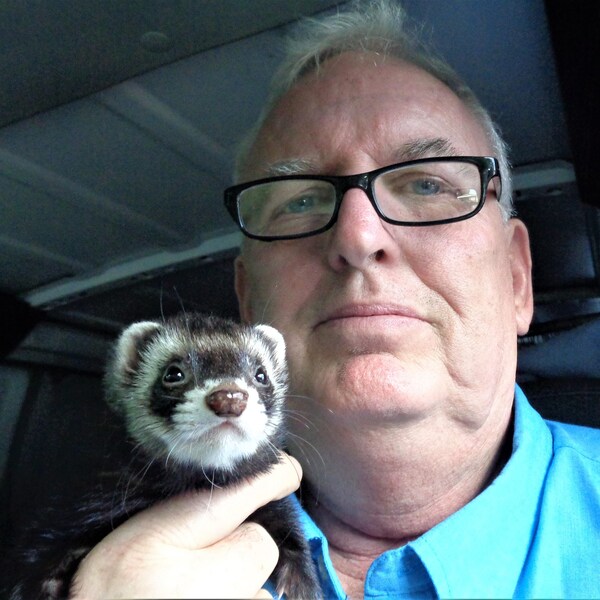 Masked Pet Ferret Ermine Mink Rose Gold Metal Hard Enamel Pin - Etsy