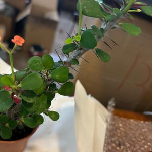 Dwarf Crown of Thorns Red Form euphorbia Milii Imperatae - Etsy