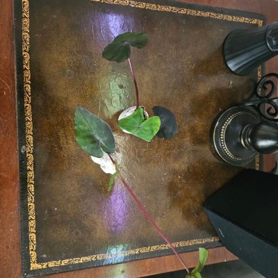 Live Colocasia redemption, Elephant Ears Super Rare Starter Plant - Etsy