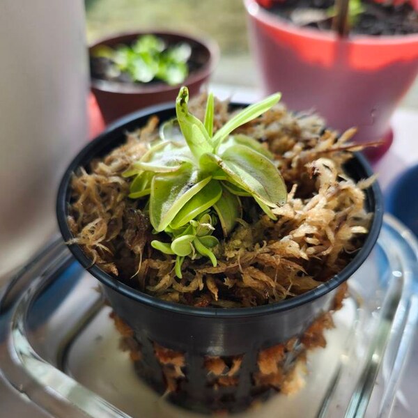 Carnivorous Spoon Leaf Sundew Drosera Spathulata Plant 3 Inch Pot - Etsy