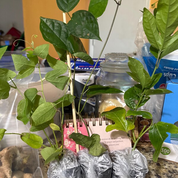 Athens Blue Princess Glory Bush Plant~~tibouchina Urvilleana~small ...