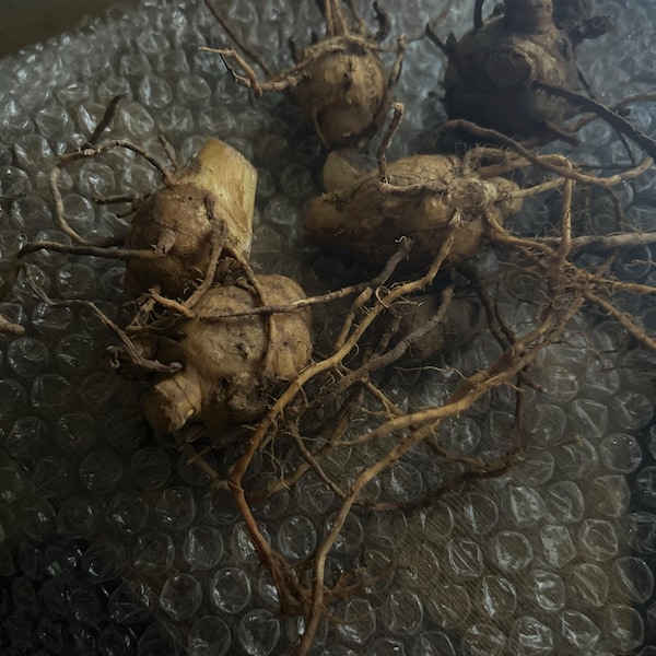 2 Rhizomes of Blue Turmeric. Curcuma Caesia. Freshly Harvested, Easy to ...