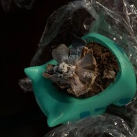 Bulbasaur pintado y maceteros extraños con suculentas/cactus vivos Dos ...