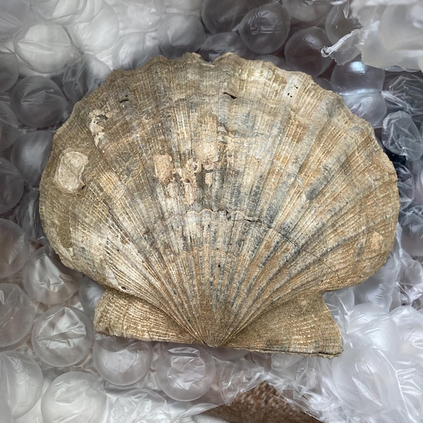 Small Fossil Shark Teeth - Bag of 35+ Small Complete Fossil Shark Teeth ...