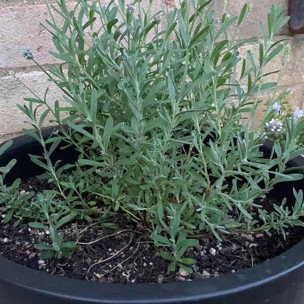 Asparagus Live Plants in 7cm Pots Ready to Plant Out! (connovers ...