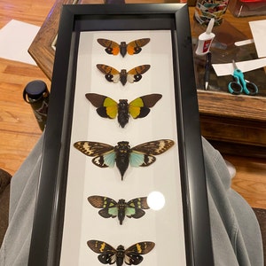 Blue Emperor Swallowtail Butterfly Papilio Ulysses Ulysses | Etsy