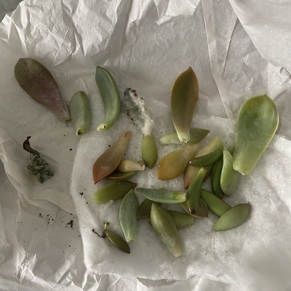 Succulent Leaf Starters | Propagation - Etsy