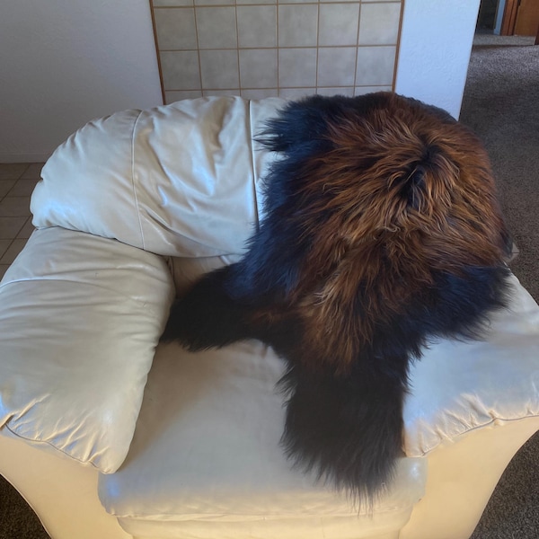 Genuine Natural Icelandic Black Brown Sheepskin Rug, Pelt, Giant ...