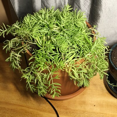 Angelina Succulent Live Plant - Etsy