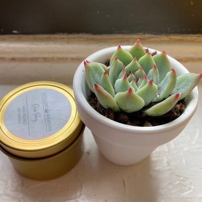 Final Exams Gift Box Exam Care Package Gift for Student College Gift ...