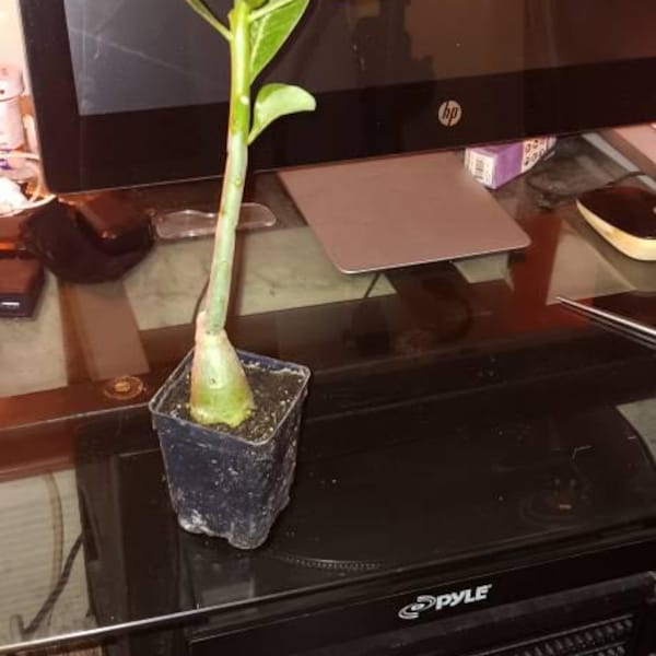 1 Grafted Double"black Purple" Adenium Obessum/desert Rose Plant. 4-6 ...