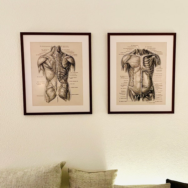 Human Anatomy Artworks Medical Wall Pictures Muscle Skeleton Vintage ...