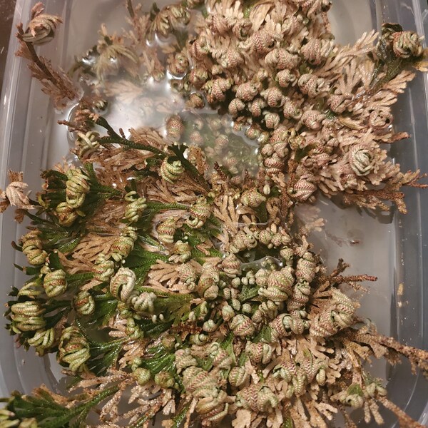 Plant of Resurrection, Rose of Jericho Specialty Plants, Everlasting ...