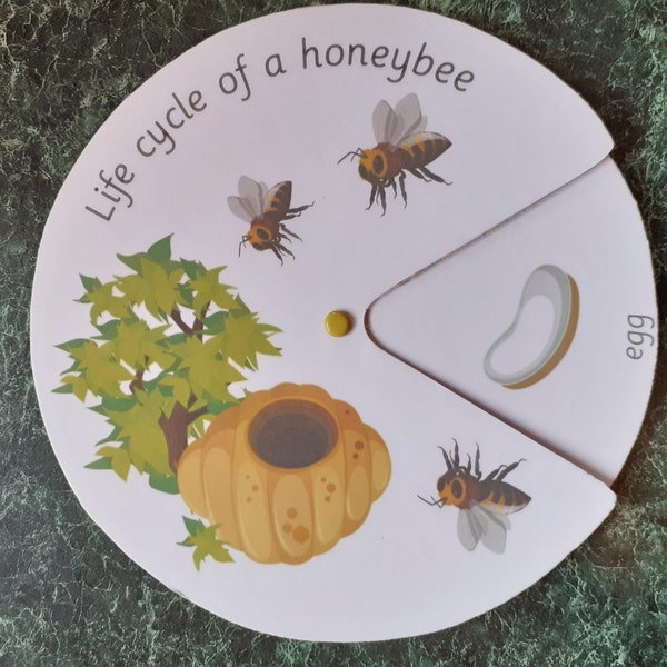 LIFE CYCLE of a HONEYBEE Wheel • Montessori Busy Book Activity ...