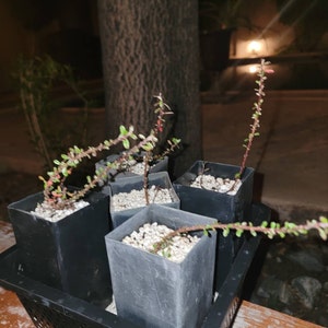 Salix Koriyanagi 'rubykins' Korean Basket Willow - Etsy