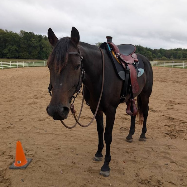 Yacht Rope Sport Mecate Reins W Poppers Use With Slobber Straps Snaffle ...