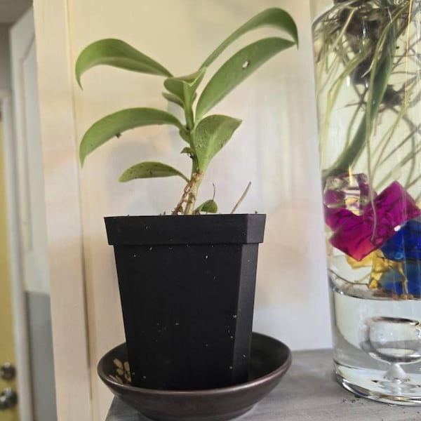 Pikake Plant. Single Flower Variety for Lei Making (pikake Lahilahi ...