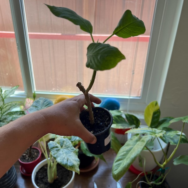 Yellow Bignonia Crossvine Plant - Rooted Starter Live Plant in Pot 2 ...