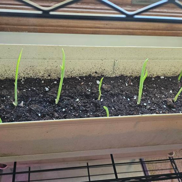 Mountain Princess Tomato Seeds Red Tomatoes, Heirloom Tomatoes, Organic ...